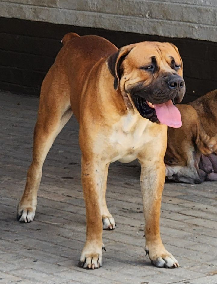 Male boerboer almost 2 years and 3 months old for sale in Windhoek ...