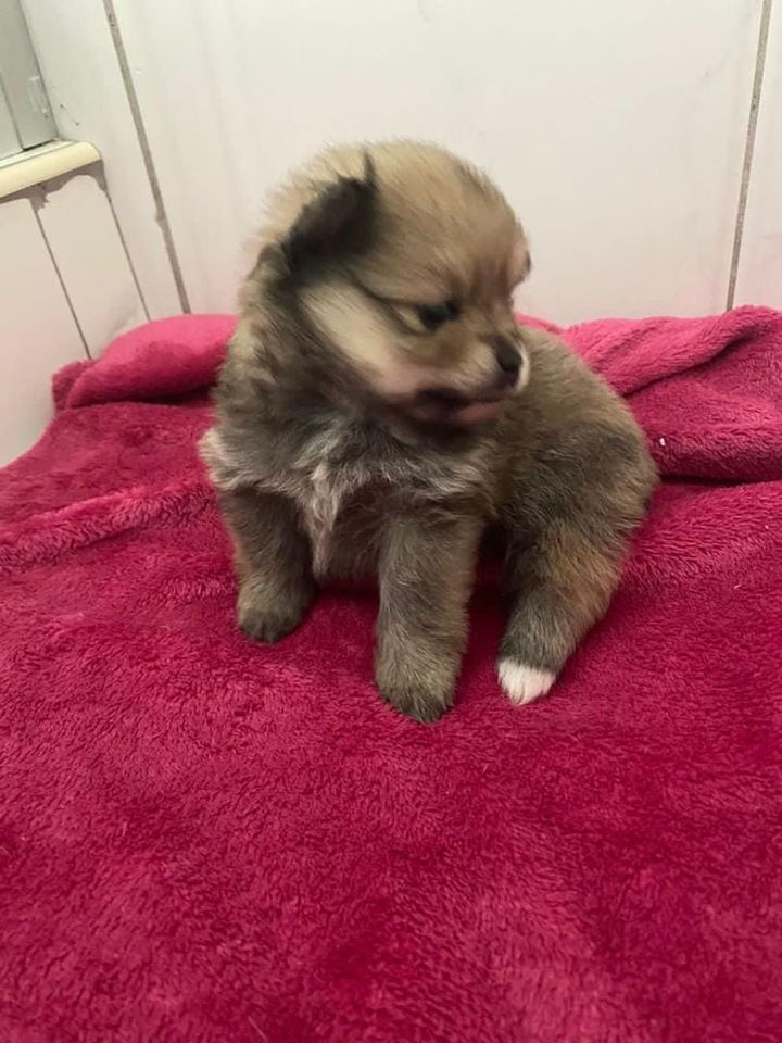 Toypom 2 female puppies for sale in Windhoek - Dogs - Kalahari Deals ...