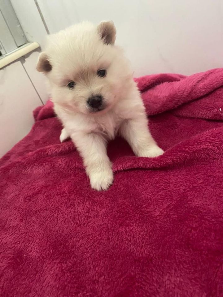 Toypom 2 female puppies for sale in Windhoek - Dogs - Kalahari Deals ...