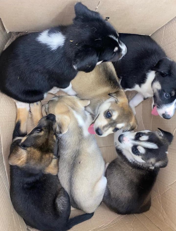 husky puppies for sale in Windhoek - Dogs - Kalahari Deals Namibia