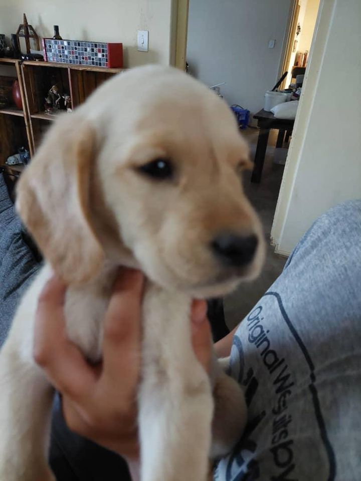 Labrador puppies for sale in Windhoek - Dogs - Kalahari Deals Namibia