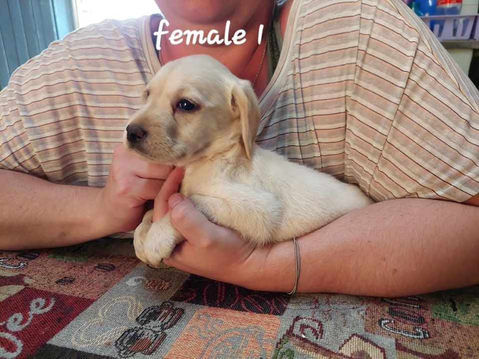 Labrador puppies for sale in Windhoek - Dogs - Kalahari Deals Namibia
