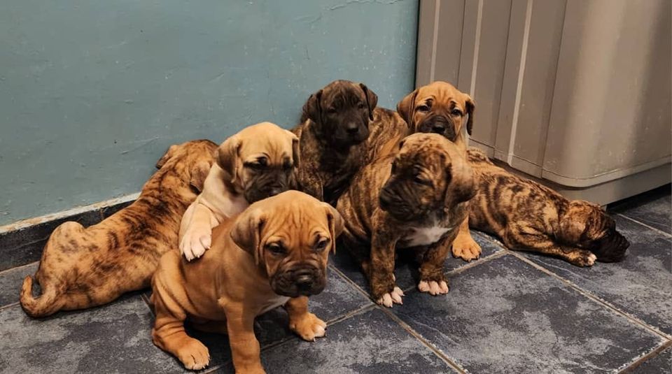 Beautiful boerboer puppies for sale in Windhoek - Dogs - Kalahari Deals ...