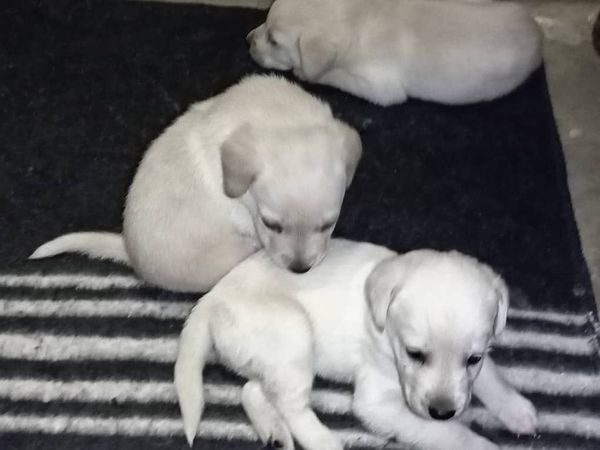 Labrador puppies for sale in Windhoek - Dogs - Kalahari Deals Namibia