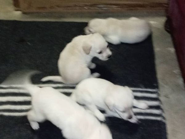 Labrador puppies for sale in Windhoek - Dogs - Kalahari Deals Namibia