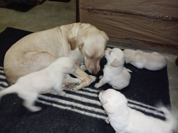 Labrador puppies for sale in Windhoek - Dogs - Kalahari Deals Namibia