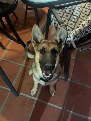Come and get your Dog!! for sale in Windhoek - Dogs - Kalahari Deals ...