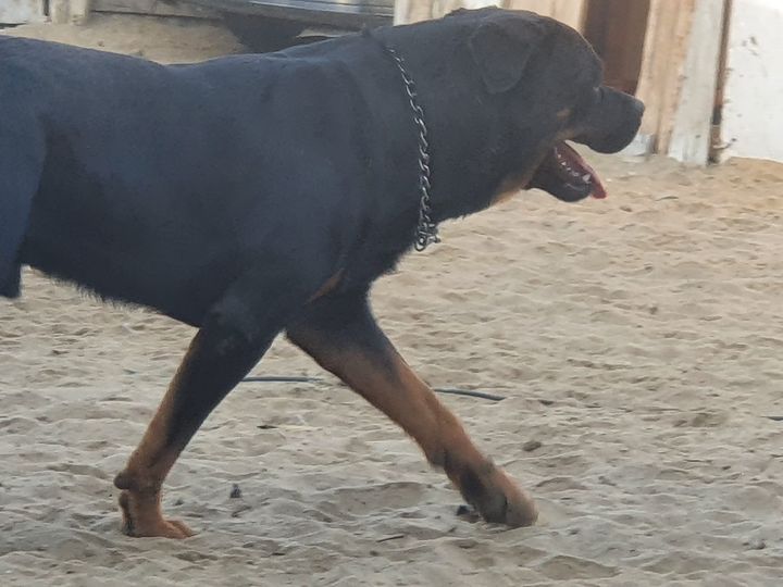 Male rottweiler for sale in Windhoek - Dogs - Kalahari Deals Namibia