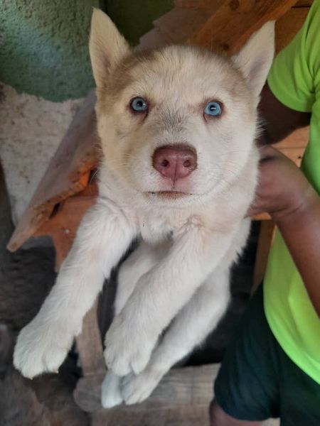 Husky puppies for sale in Windhoek - Dogs - Kalahari Deals Namibia