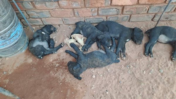 Boerboer puppies for sale in Windhoek - Dogs - Kalahari Deals Namibia