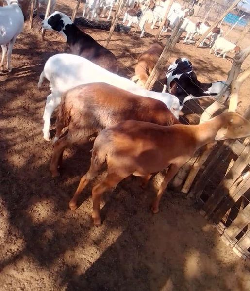 Liverstock for sale in Windhoek - Livestock & Game - Kalahari Deals Namibia