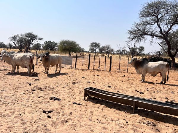 Farm For Sale for sale in Windhoek - Agricultural Plots & Farms ...