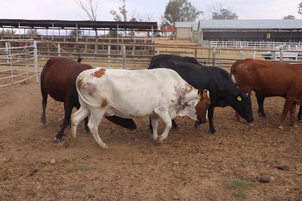 Livestock for sale in Windhoek - Livestock & Game - Kalahari Deals Namibia