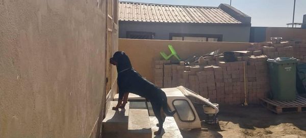 Rottweiler puppies for sale in Windhoek - Dogs - Kalahari Deals Namibia