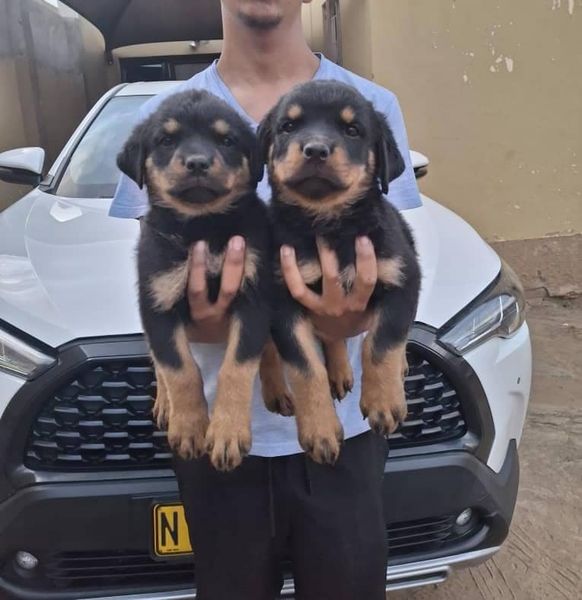 Rottweiler puppies for sale in Windhoek - Dogs - Kalahari Deals Namibia
