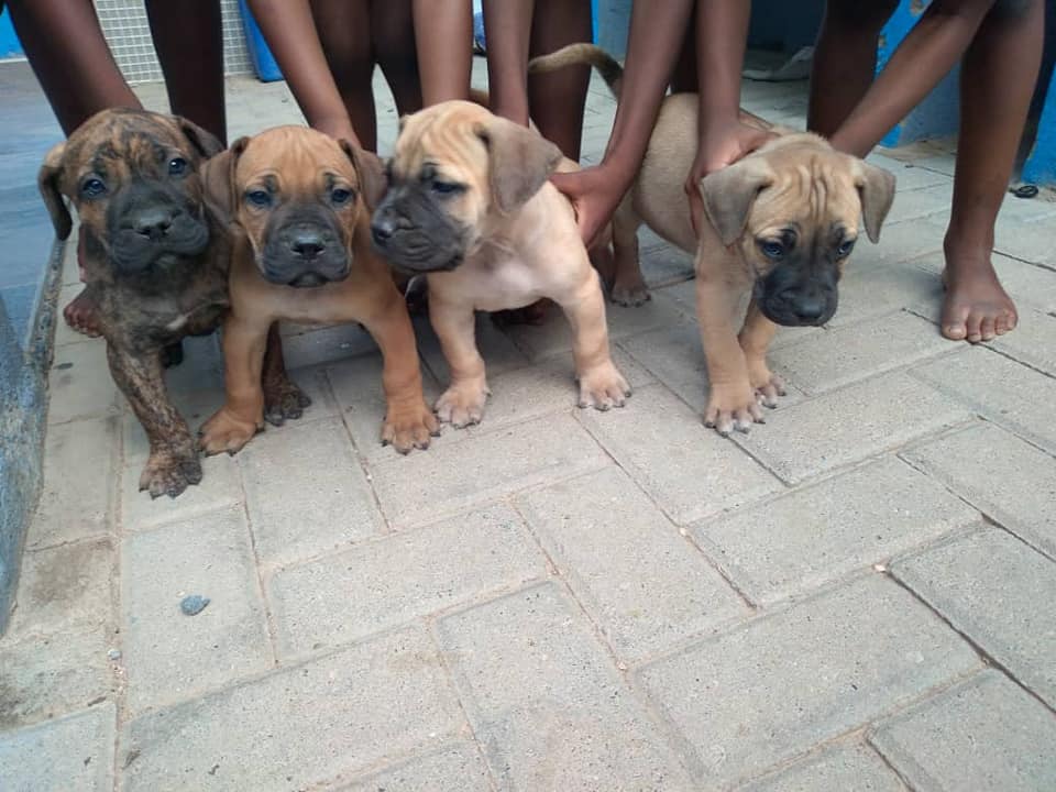 Boerboel puppies for sale in Windhoek - Dogs - Kalahari Deals Namibia