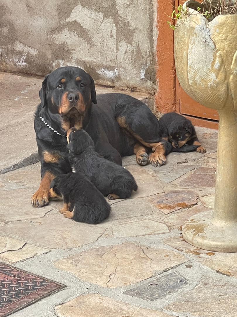 Rottweiler puppies available for sale in Windhoek - Dogs - Kalahari ...