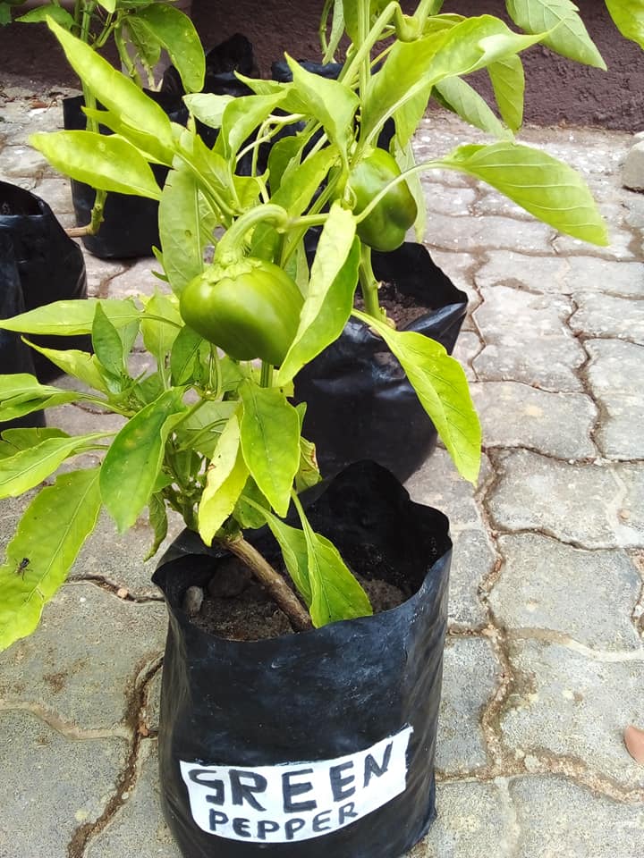 FRUIT Tree's for sale in Windhoek - Trees - Kalahari Deals Namibia