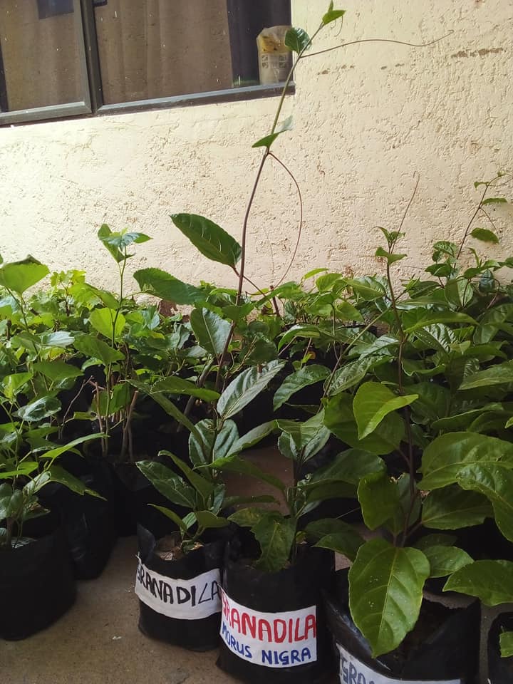 FRUIT Tree's for sale in Windhoek - Trees - Kalahari Deals Namibia