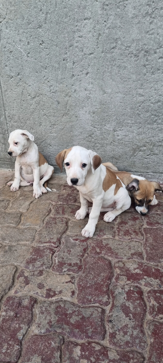 Crossed bred puppies for sale for sale in Windhoek - Dogs - Kalahari ...