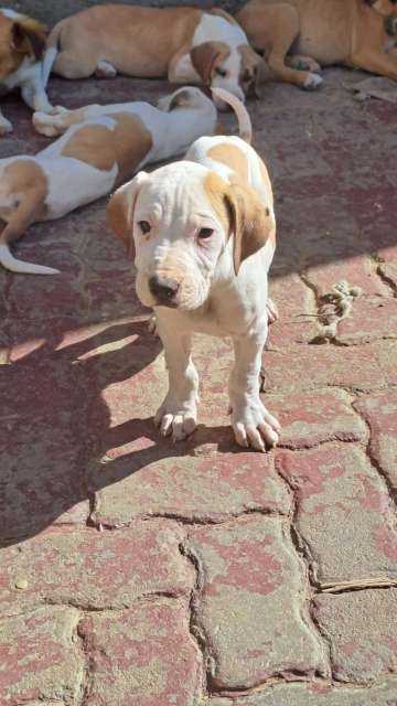 Crossed bred puppies for sale for sale in Windhoek - Dogs - Kalahari ...