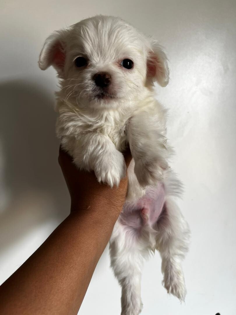 Maltese Male Puppies for sale in Windhoek - Dogs - Kalahari Deals Namibia