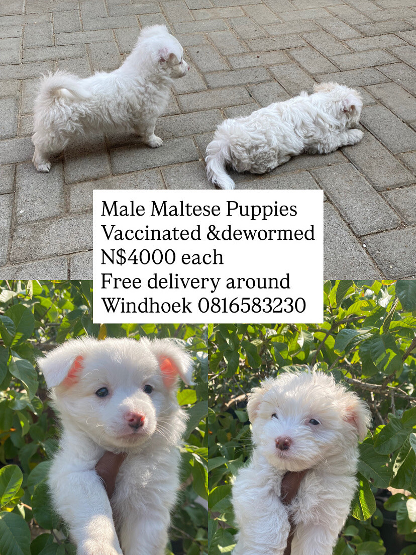 Maltese Puppies for sale in Namibia - Dogs - Kalahari Deals Namibia