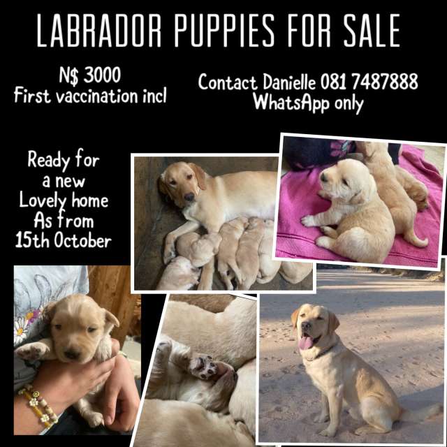 Labrador puppies for sale for sale in Omaruru - Dogs - Kalahari Deals ...