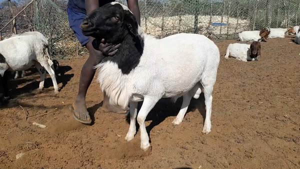 Sheep Ram for sale in Oshakati - Livestock & Game - Kalahari Deals Namibia