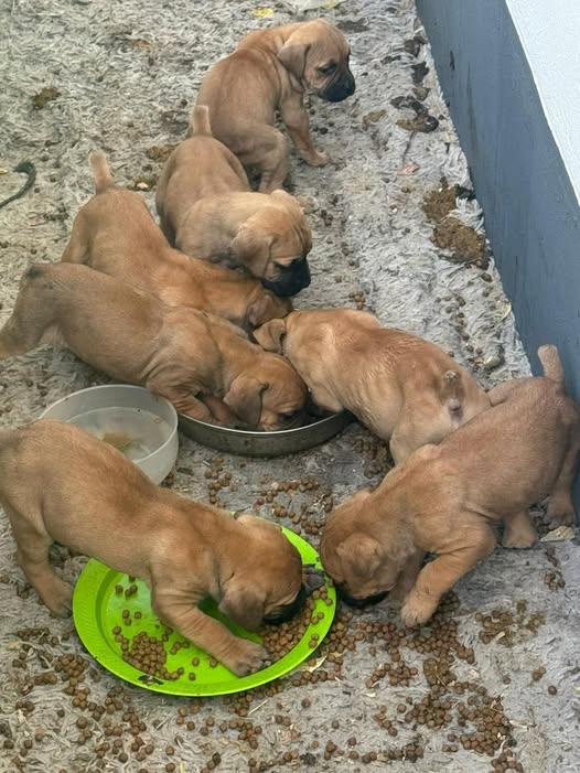 Pure Breed BOERBOEL for sale in Windhoek - Dogs - Kalahari Deals Namibia