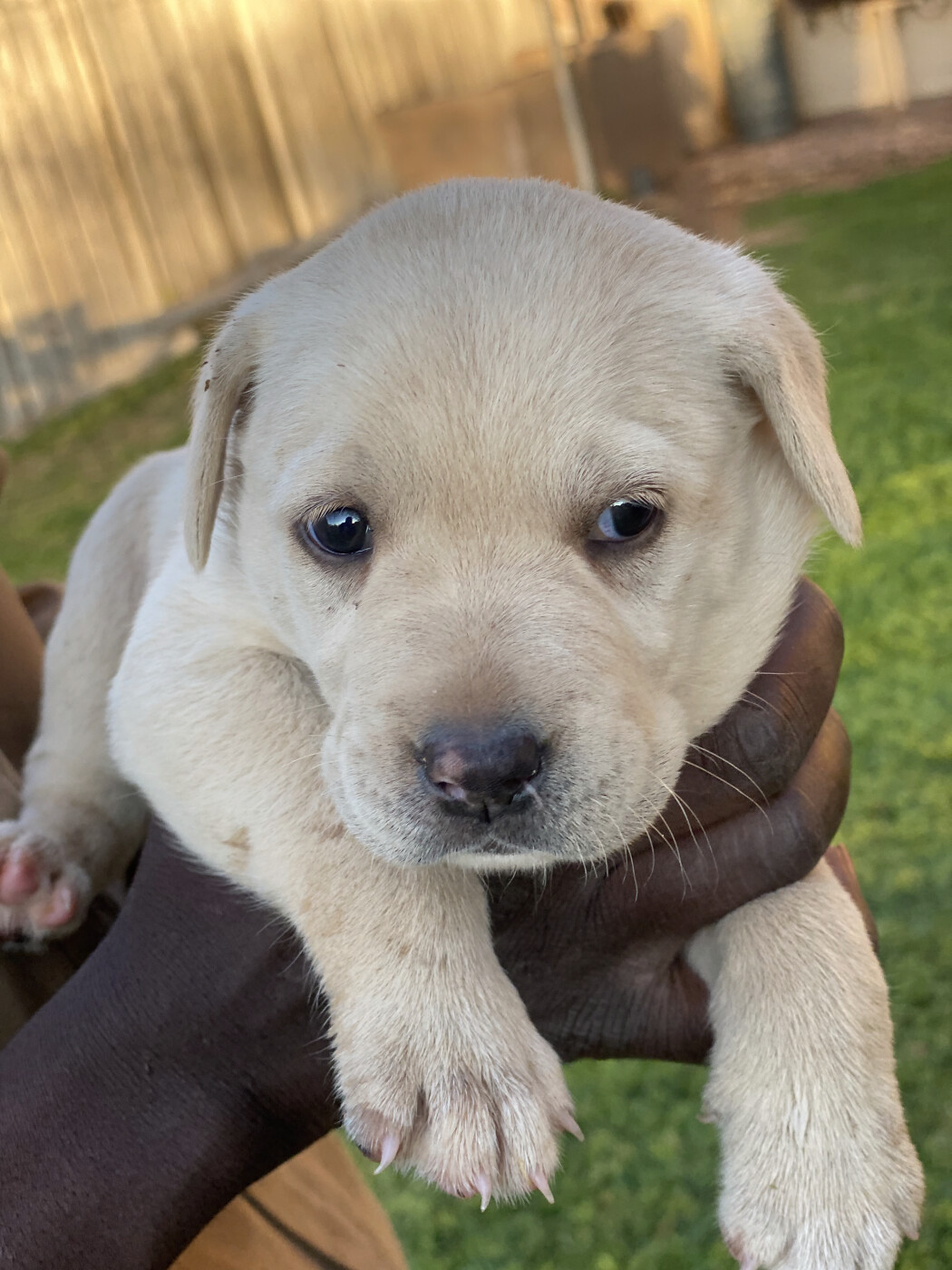 Bok Honde te koop- gekruis met opregte Chocolate Labrador for sale in ...