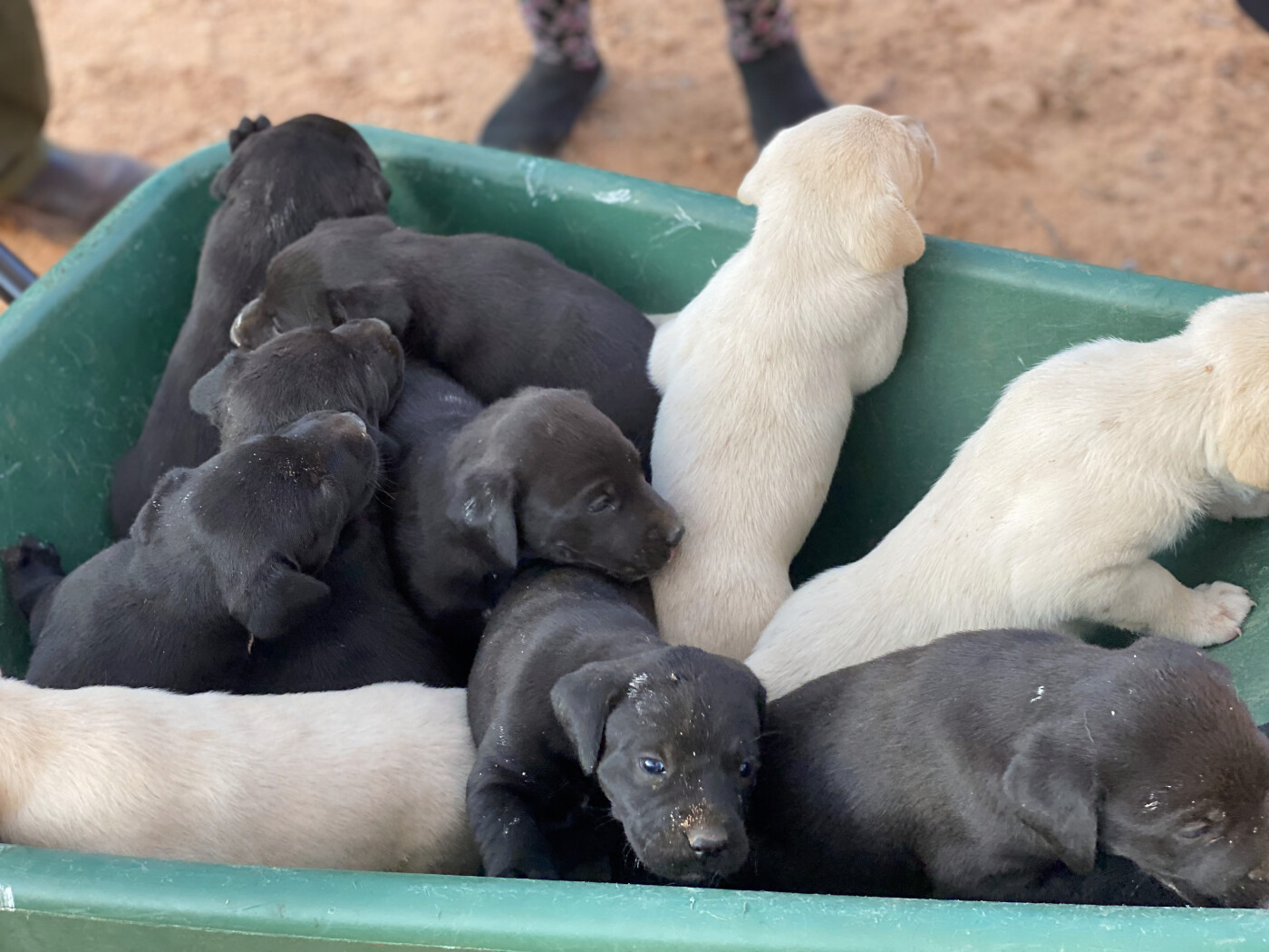 Bok Honde te koop- gekruis met opregte Chocolate Labrador for sale in ...