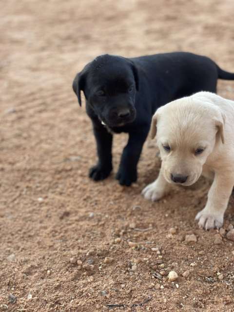 Bok Honde te koop- gekruis met opregte Chocolate Labrador for sale in ...