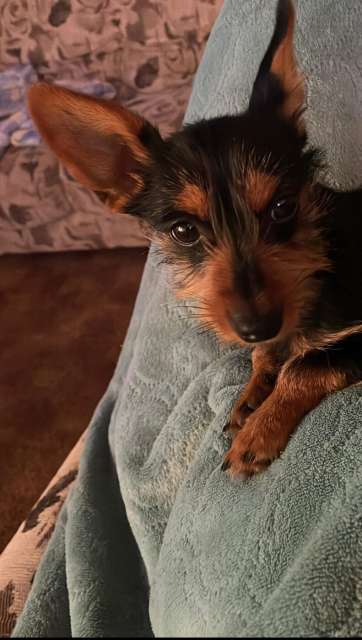 Rat yorkie mix for sale in Henties Bay - Dogs - Kalahari Deals Namibia