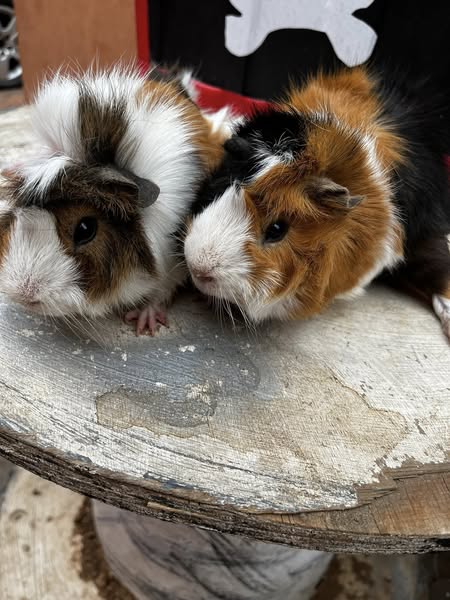 Guinea pigs for sale in Windhoek - Other Pets - Kalahari Deals Namibia