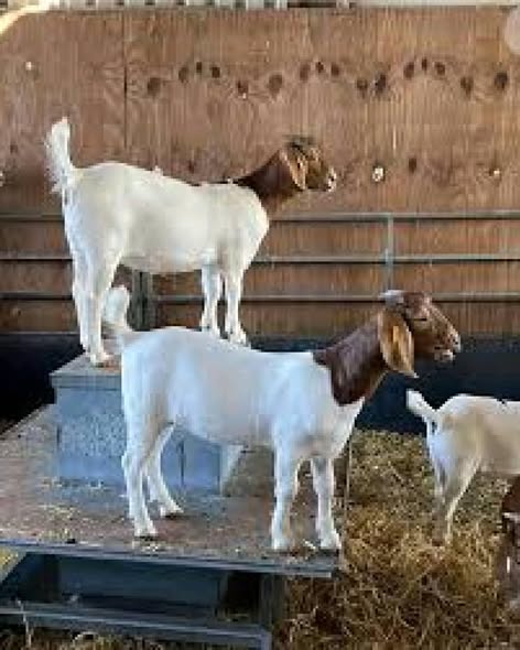 Boer goats for sale in Tsumeb - Livestock & Game - Kalahari Deals Namibia