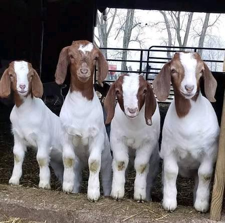 Boer goats for sale in Tsumeb - Livestock & Game - Kalahari Deals Namibia